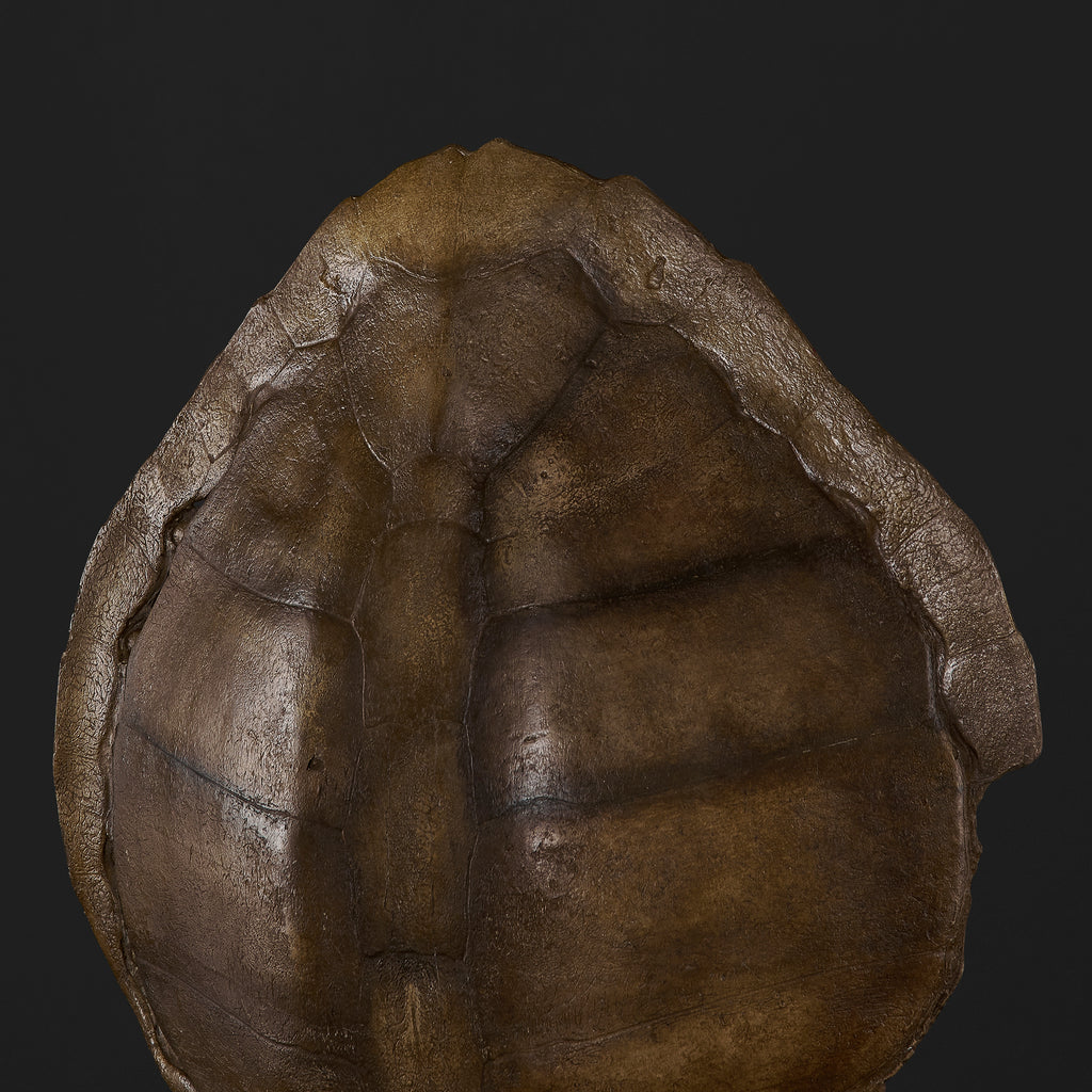 Concha de Tortuga con Base – Casa-Armida-Store